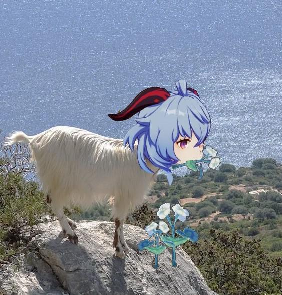 Help at Farming Qingxin Genshin Impact | HoYoLAB